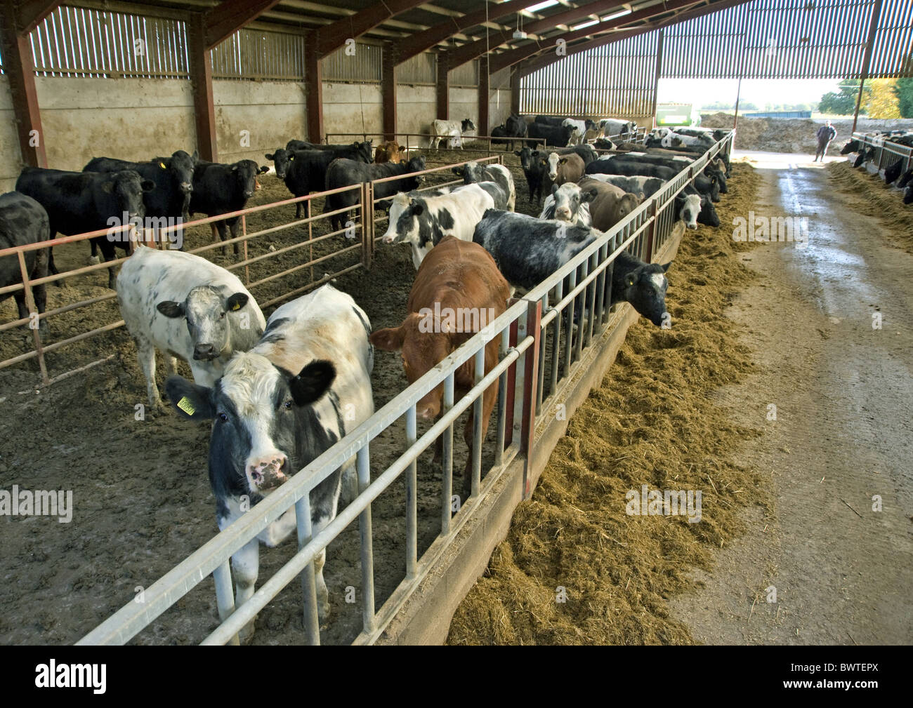 cattle cow cows bovid bovidae domestic domesticated farm farms farming hoofed herbivore ...