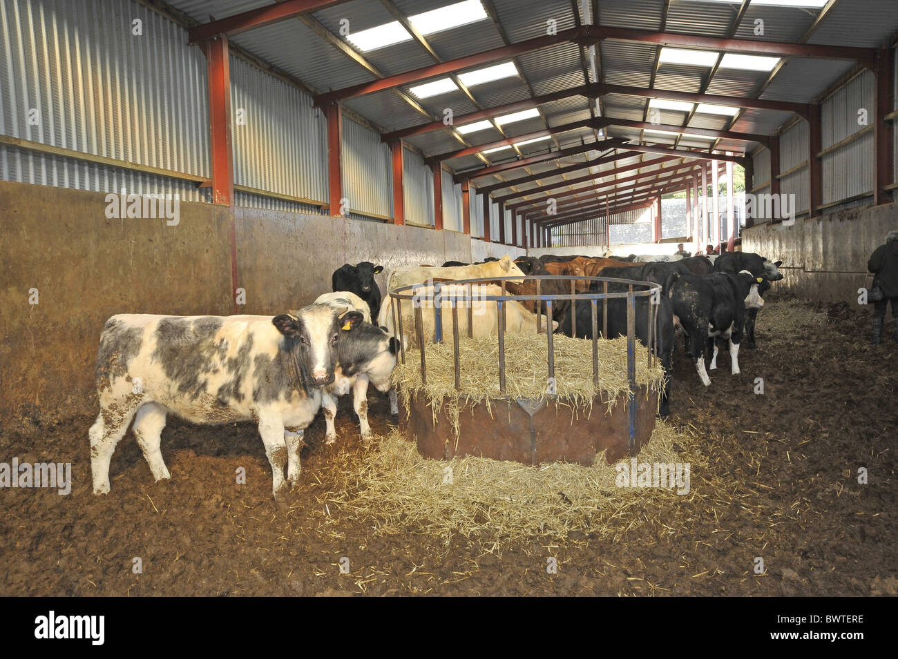 cattle cow cows bovid bovidae domestic domesticated farm farms farming ...