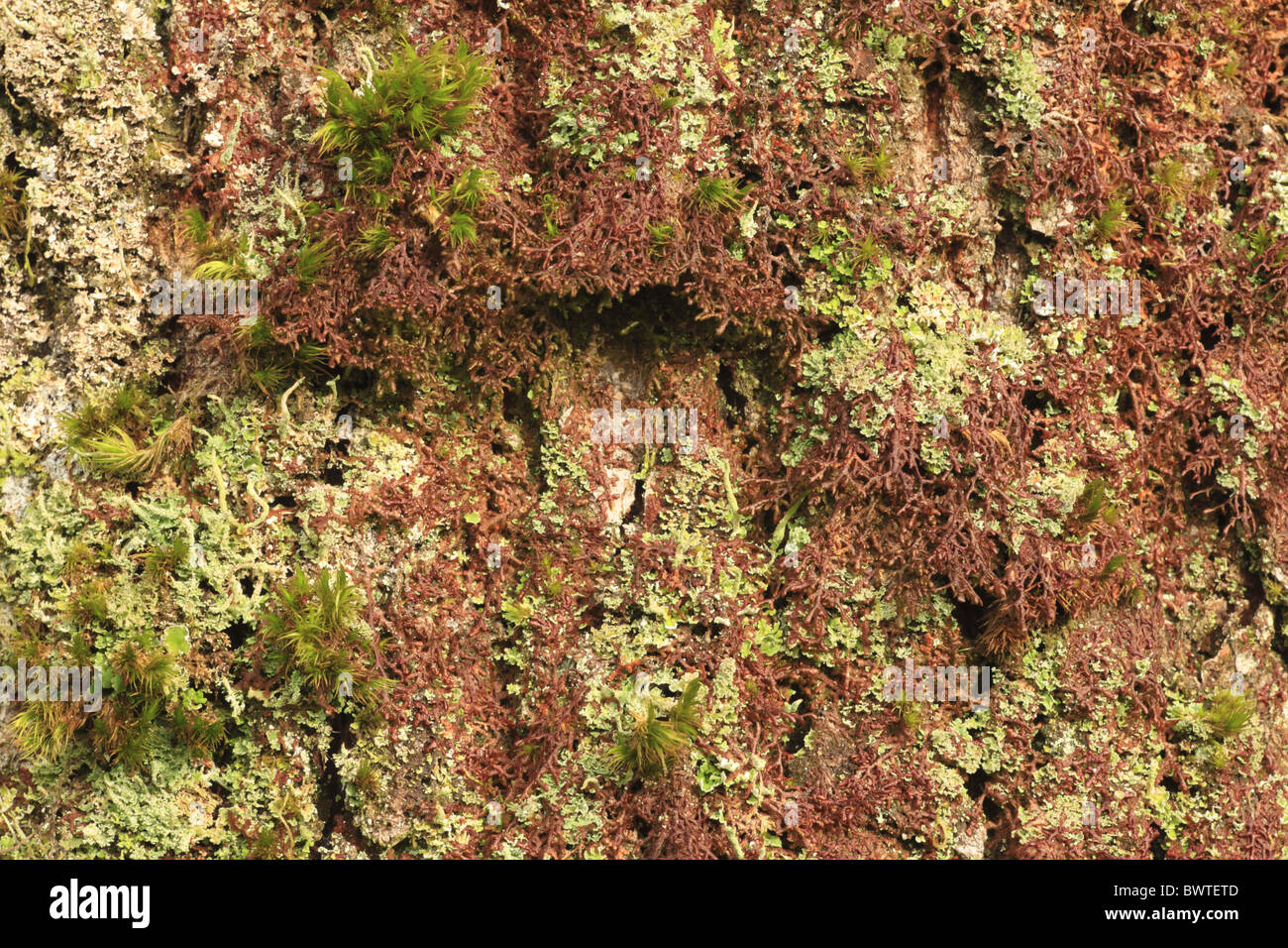 nature natural wild wildlife environment environmental green greenery ...