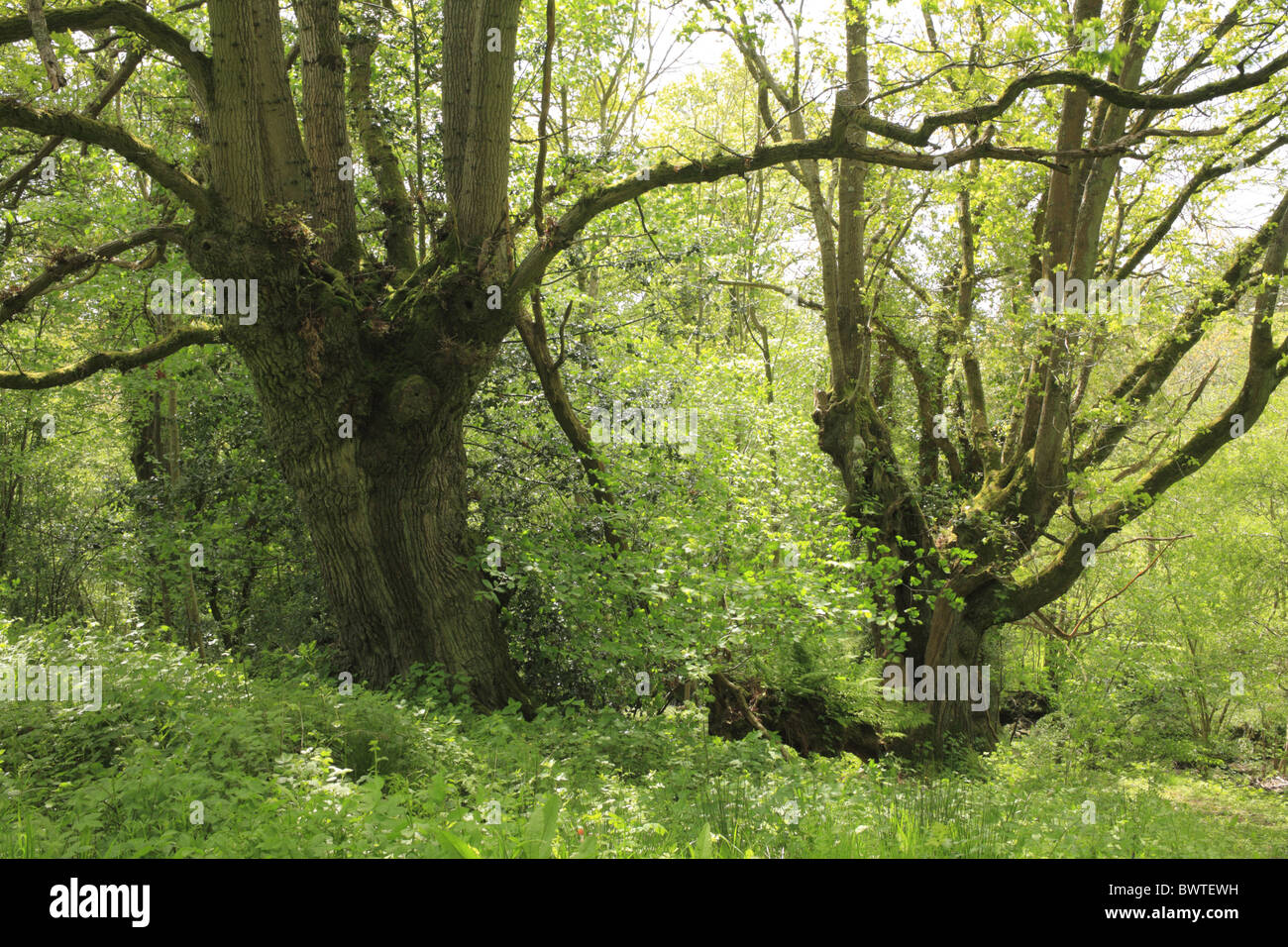 oak nature natural wild wildlife environment environmental europe ...