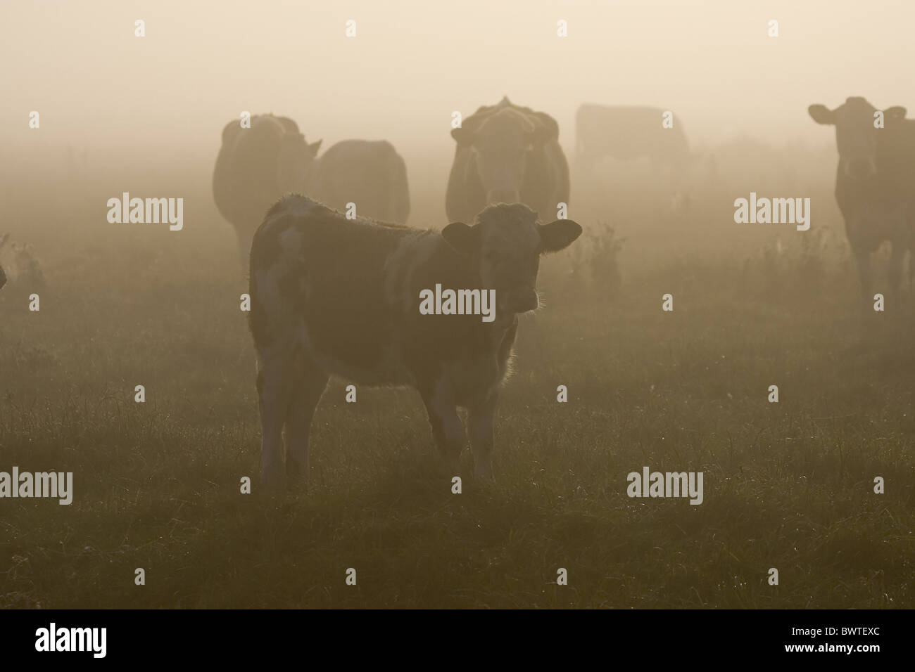 cattle cow cows bovid bovidae domestic domesticated farm farms farming hoofed herbivore ...