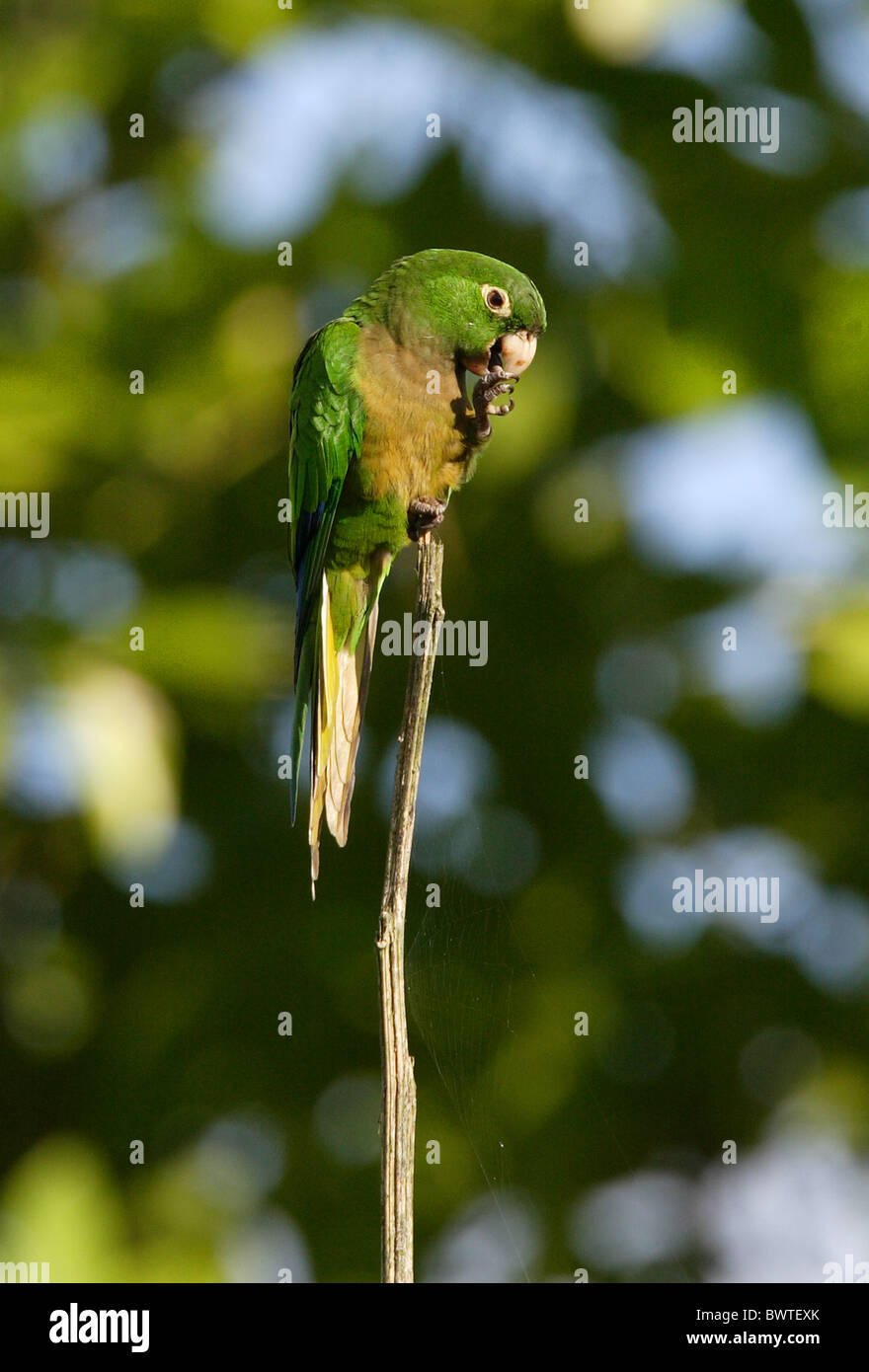 Nana hi-res stock photography and images - Alamy