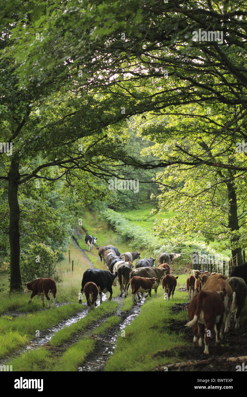 europe european farm farming powys wales agriculture agricultural cow ...