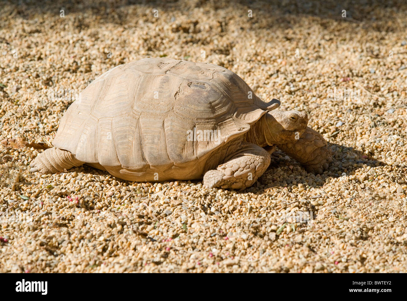 African Spurred Tortoise walking in the sunshine Stock Photo - Alamy
