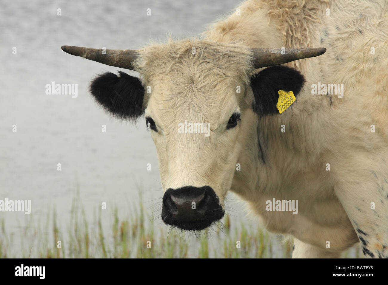 Domestic Cattle, Welsh White bullock, at edge of mountain lake, grazing ...