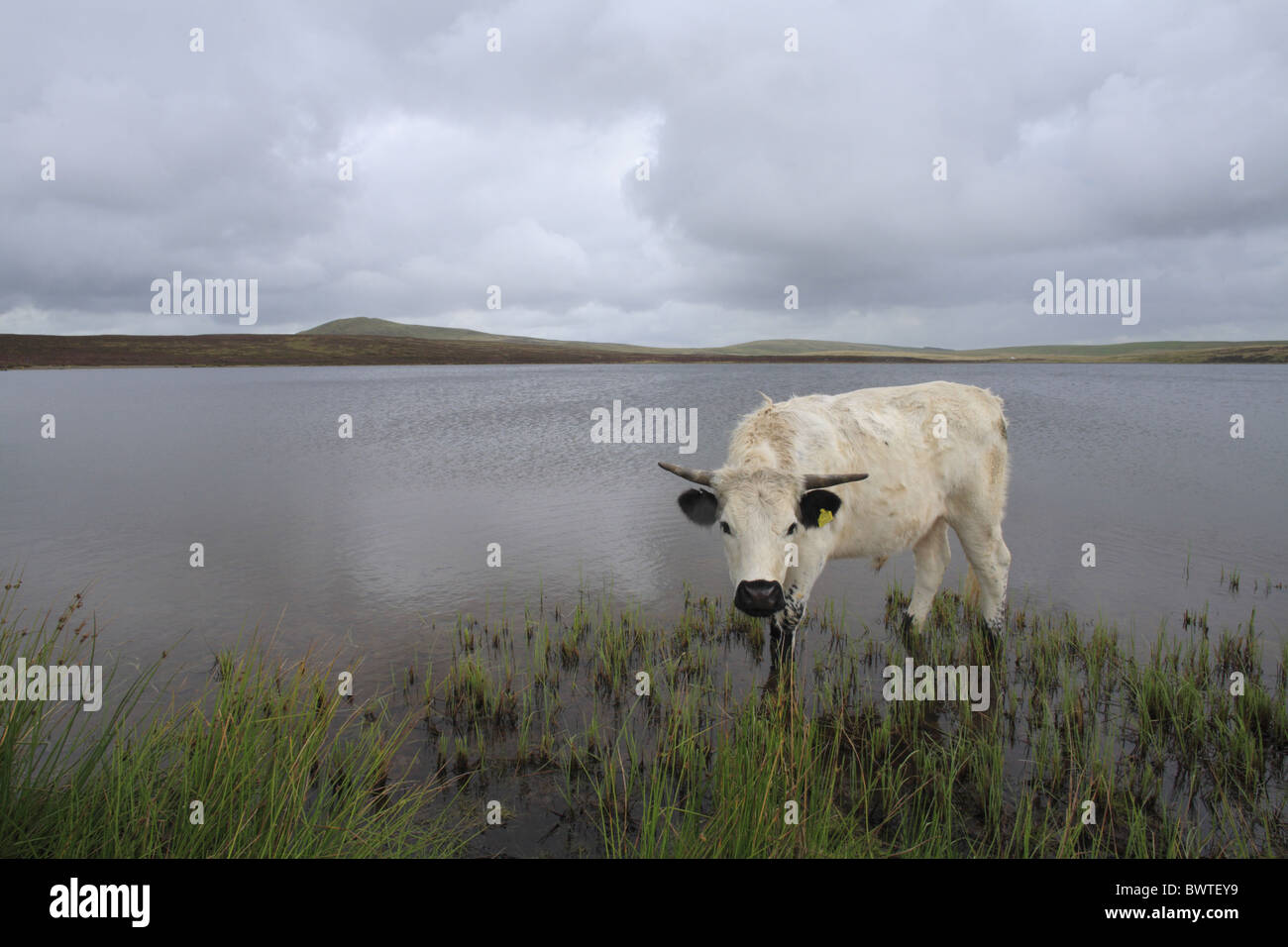 Domestic Cattle, Welsh White bullock, at edge of mountain lake, grazing ...
