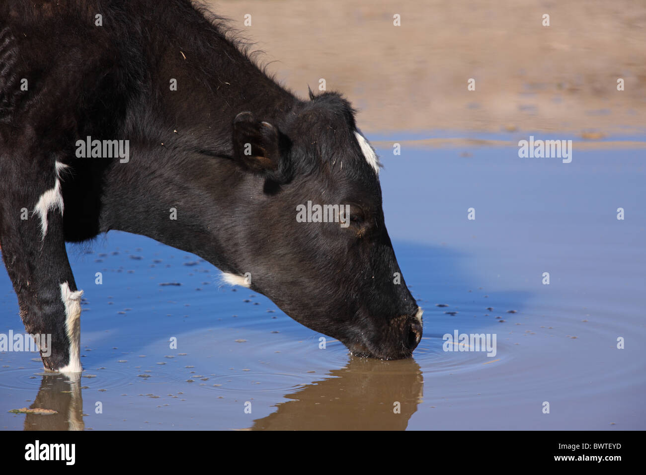 cattle cow cows bovid bovidae domestic domesticated farm farms farming hoofed herbivore ...