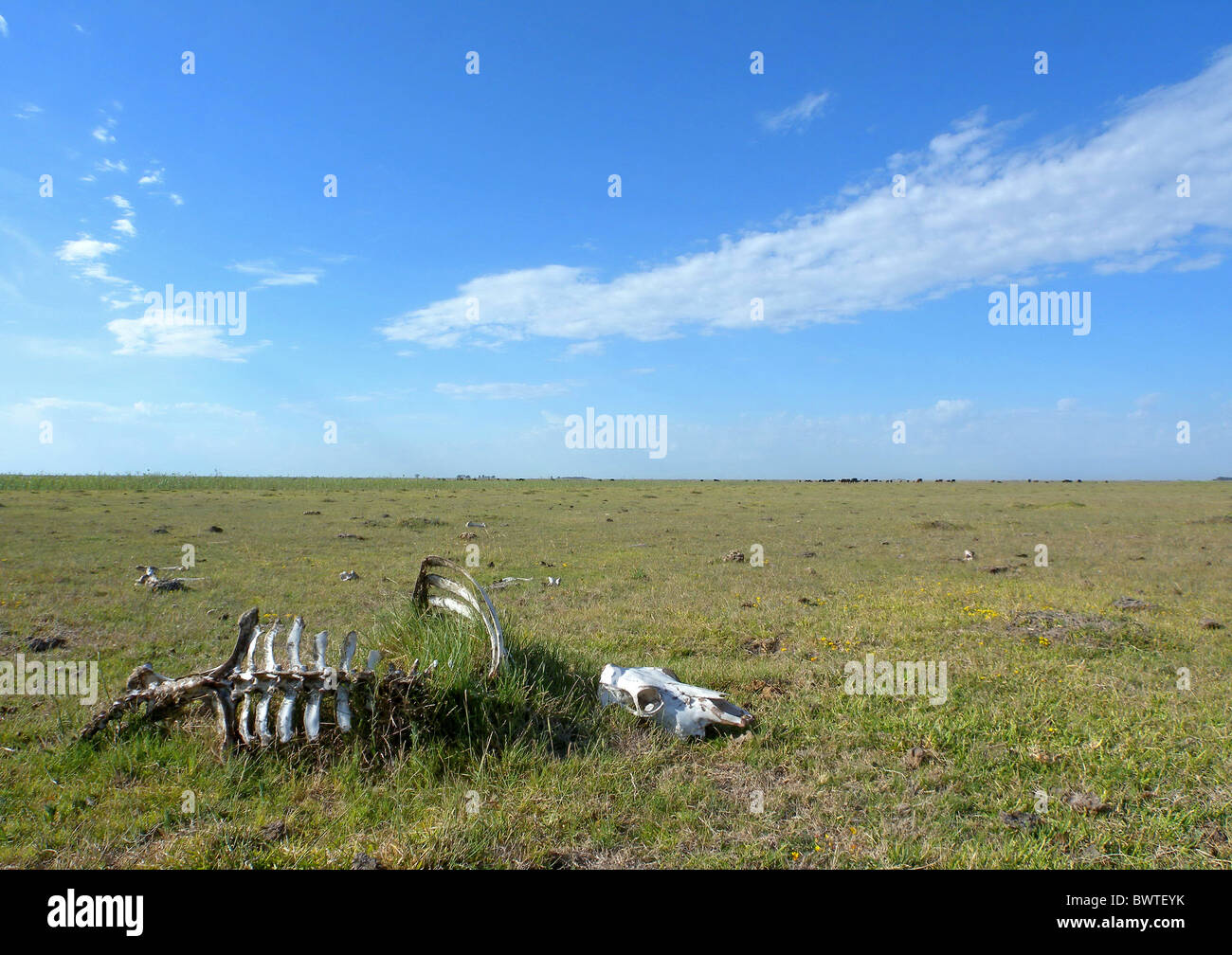 Domestic cattle skeleton hi-res stock photography and images - Alamy