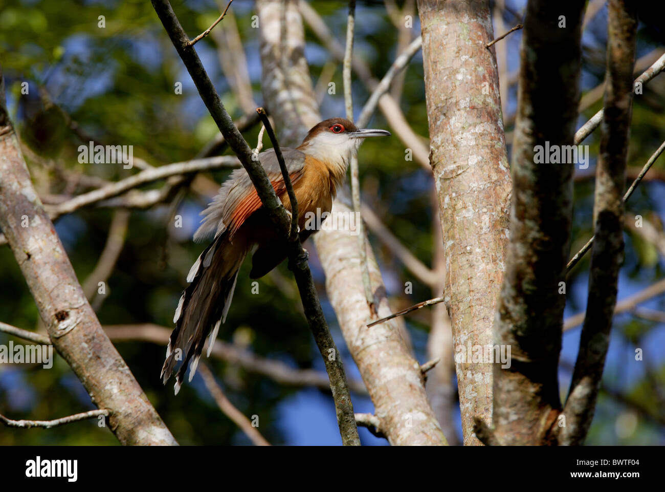 Jamaican Lizard-cuckoo (Saurothera vetula) adult, sunning, perched on ...