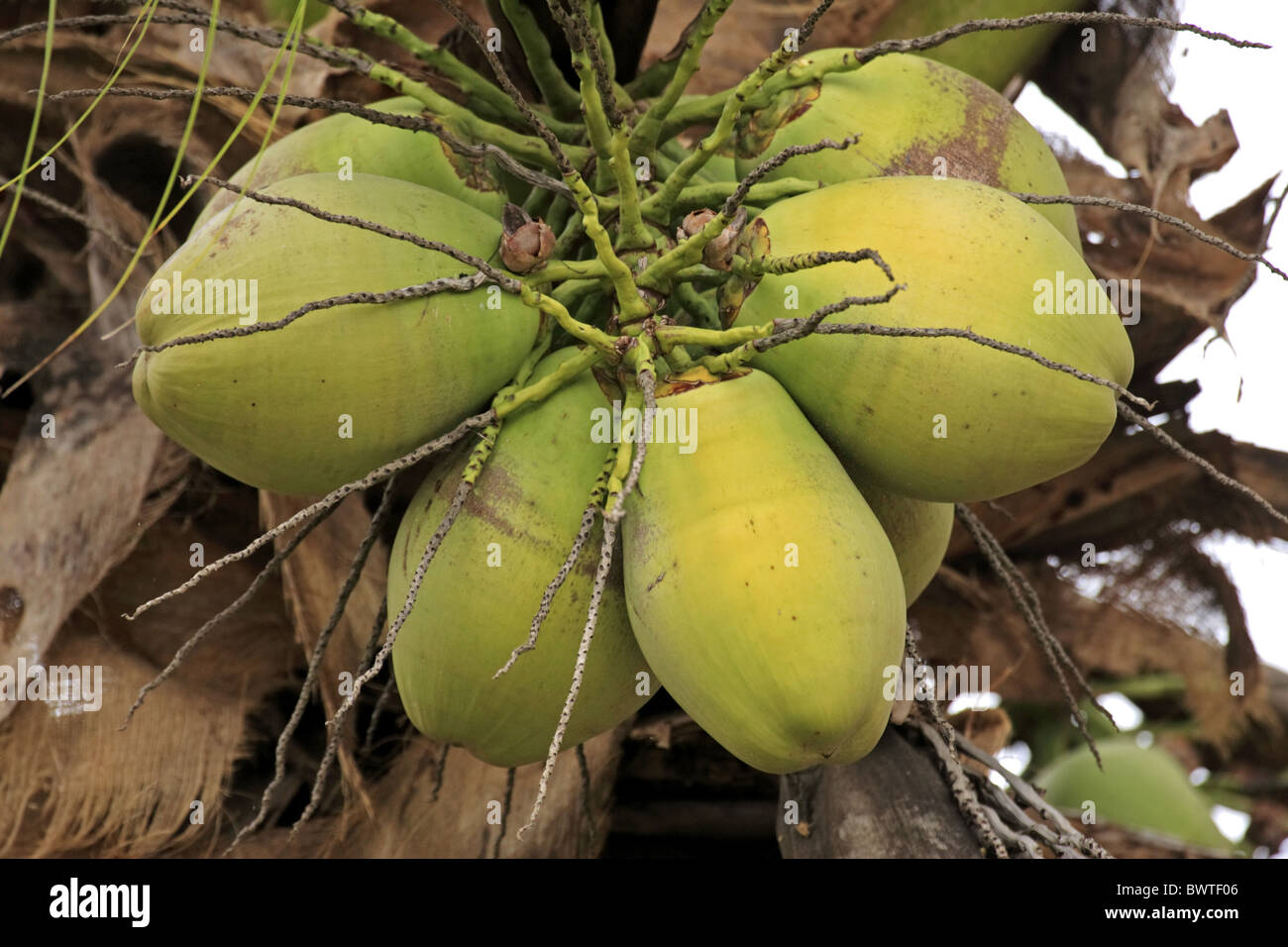 Coconut Palm Cocos nucifera close-up fruit Brazil Stock Photo - Alamy