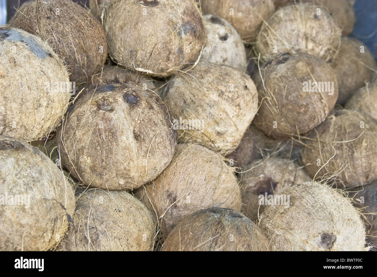 Asia Asian Coconut Coconuts Cocos nucifera Mature Fruit Fruits Tropical ...