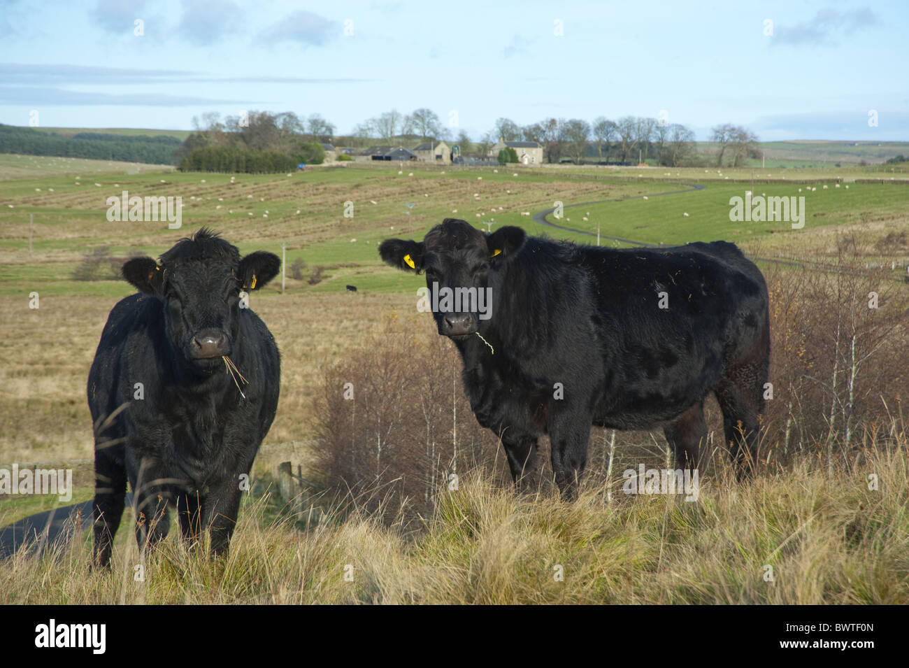 Aberdeen Angus heifer Northumberland beef cattle cow cows bovid bovidae ...