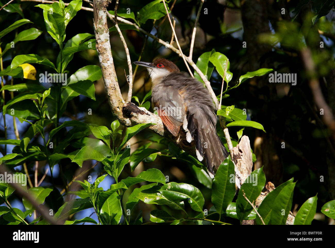 Jamaican lizard cuckoo saurothera vetula adult hi-res stock photography ...