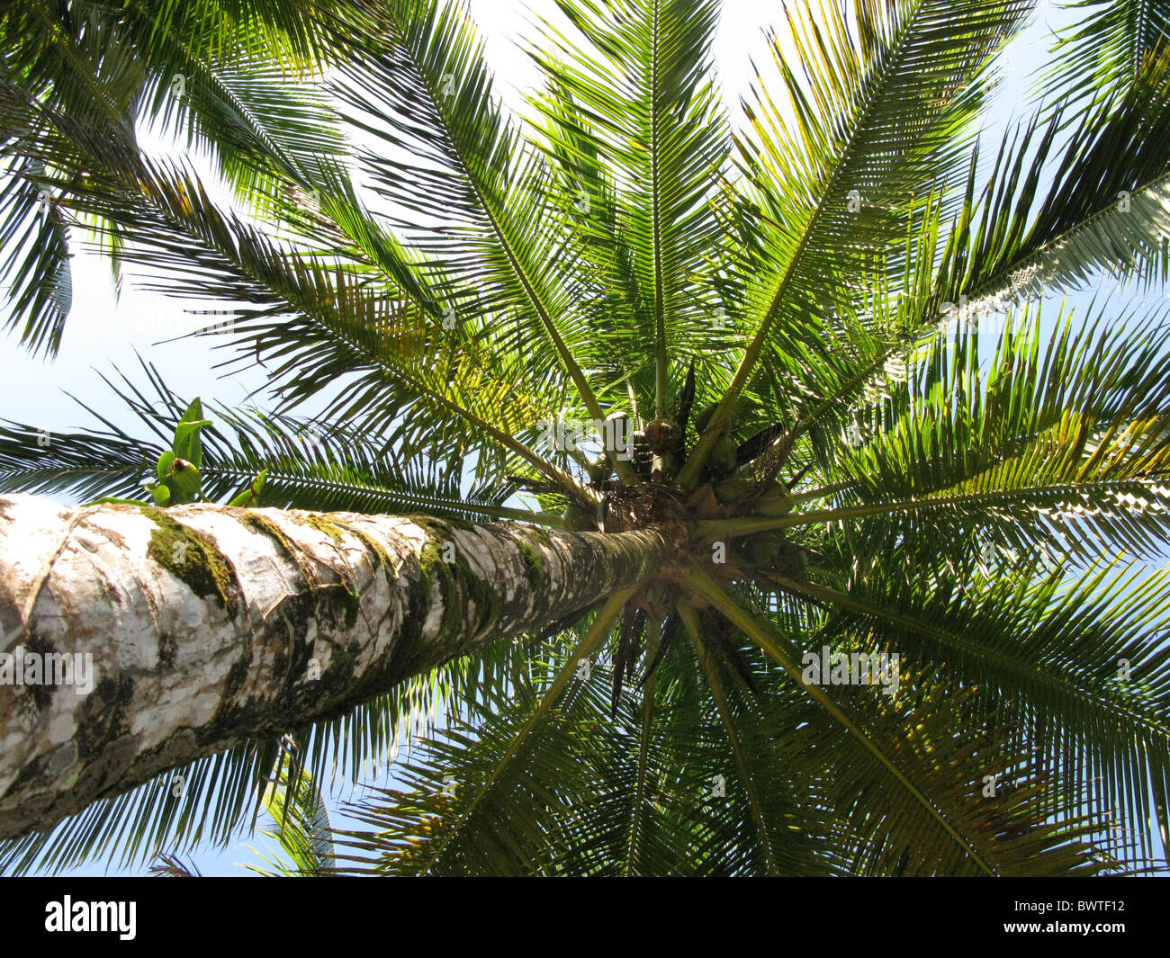 Coconut Palm Cocos nucifera looking up trunk Stock Photo - Alamy
