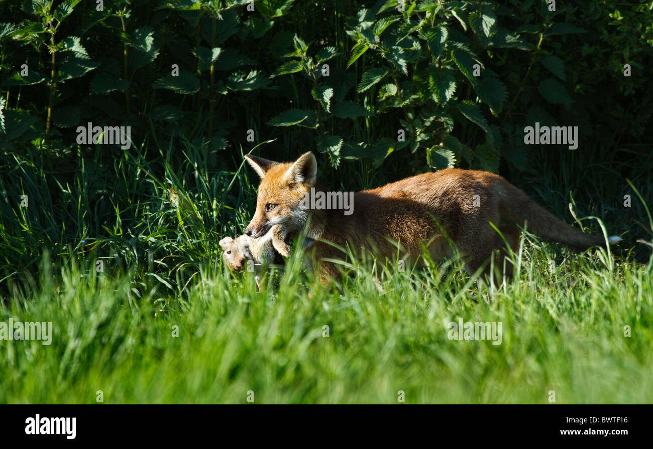 Fox carrying prey hi-res stock photography and images - Alamy