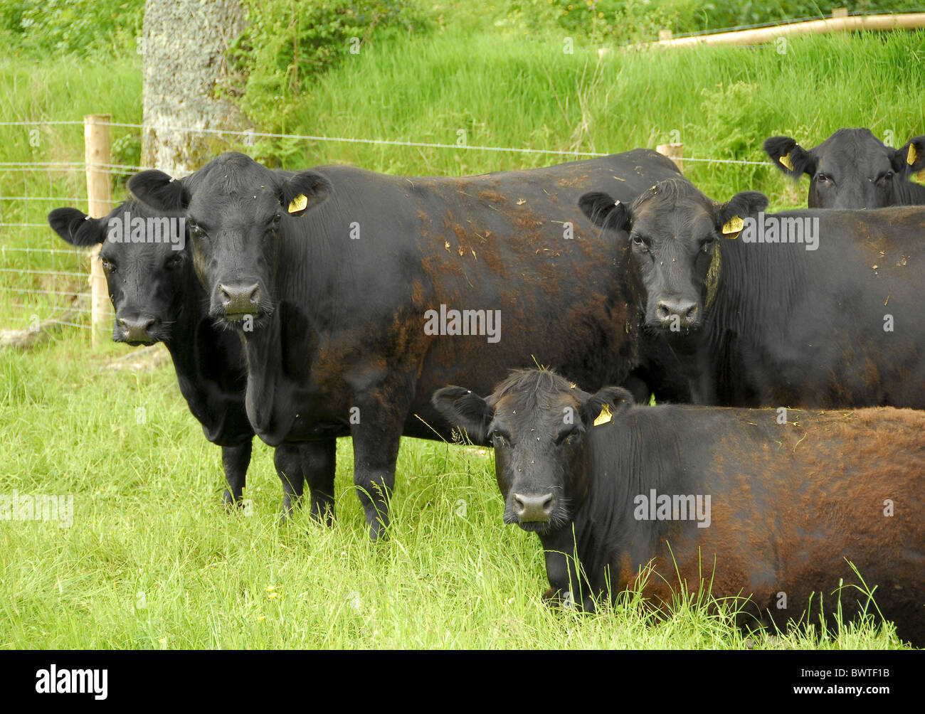Aberdeen Angus suckler cows calf cattle beef cattle cow cows bovid ...