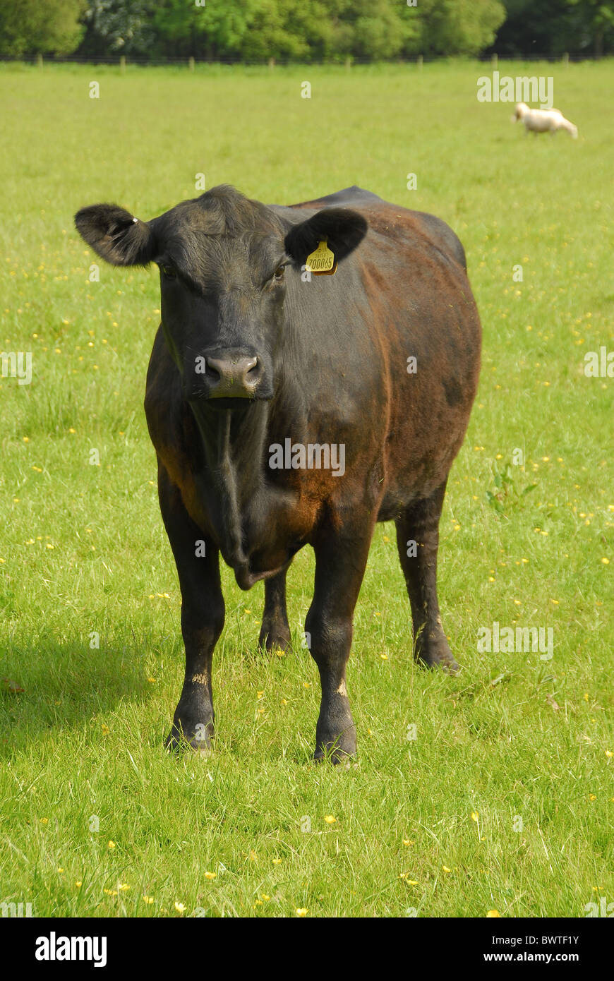 Aberdeen Angus suckler cows calf cattle beef cattle cow cows bovid ...