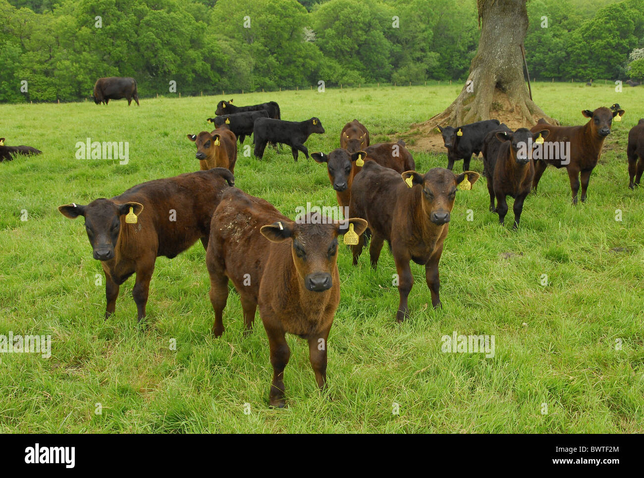 Aberdeen Angus suckler cows calf cattle beef cattle cow cows bovid ...