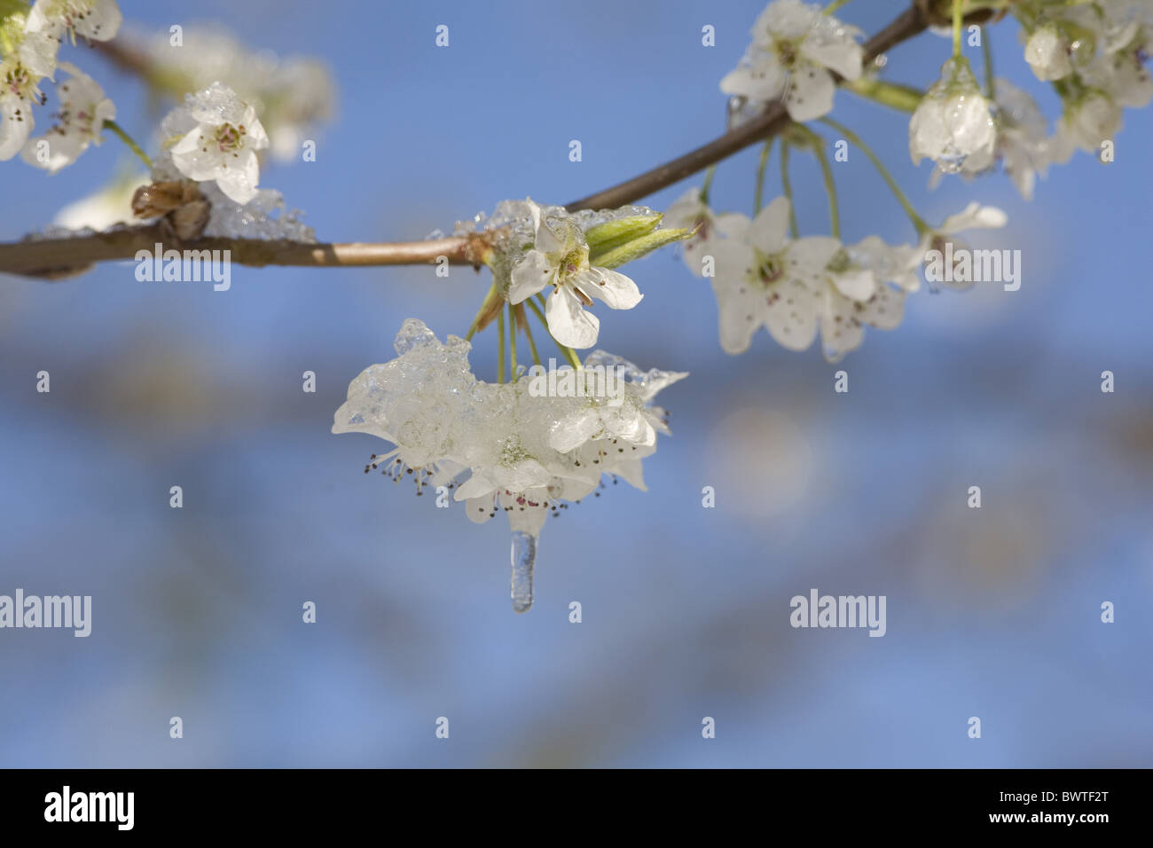 Temperate s hi-res stock photography and images - Alamy