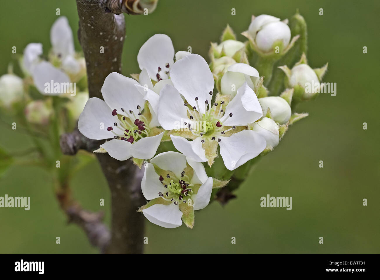 Pear Pear blossom Pyrus communis Warwickshire blossom colour fruit ...