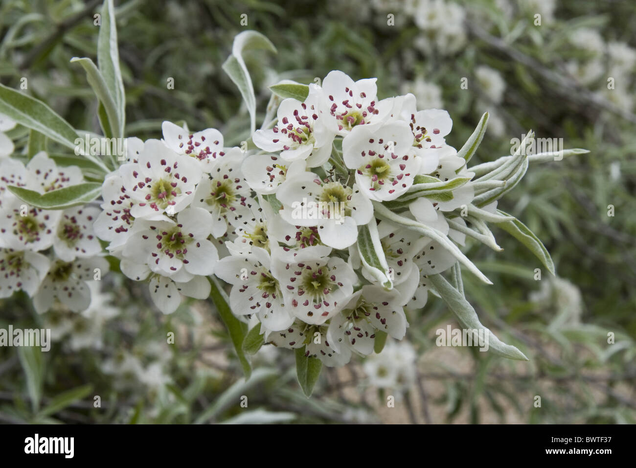 weeping pear pears bloom blooms flower flowering flowers white lymore ...