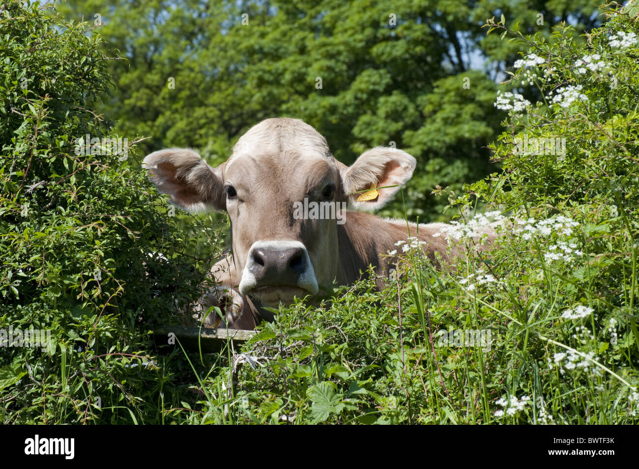 Brown Swiss Chipping hedge spring cattle cow cows bovid bovidae ...