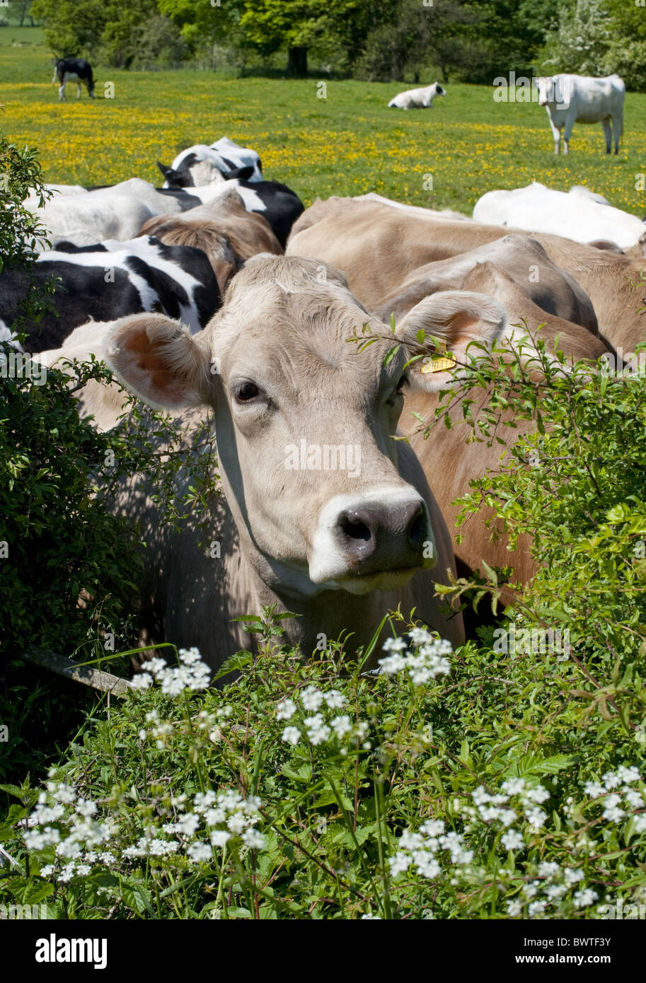 Brown Swiss Chipping hedge spring cattle cow cows bovid bovidae ...