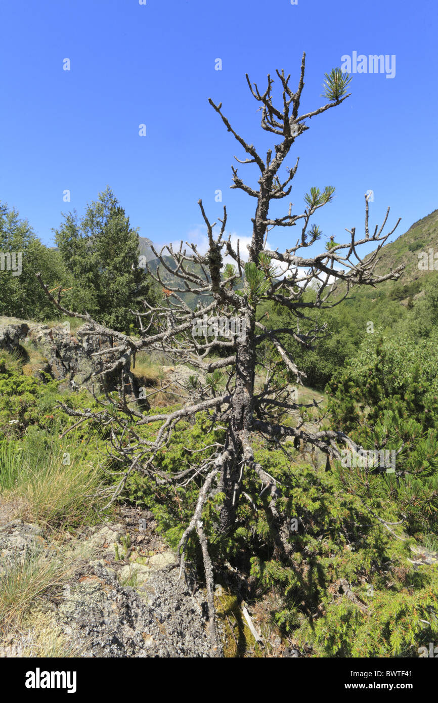 France French Pyrenees natural wild wildlife environment environmental ...