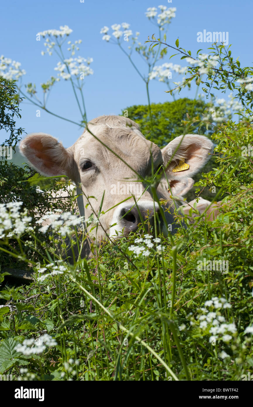 Brown Swiss Chipping hedge spring cattle cow cows bovid bovidae ...
