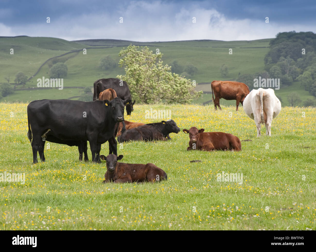 cattle cow cows bovid bovidae domestic domesticated farm farms farming hoofed herbivore ...