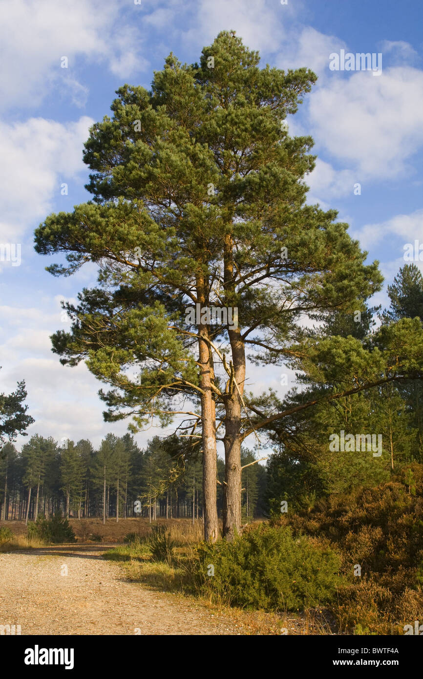 Bark Blue Sky Blue Britain British Cloud Clouds Conifer Conifers ...