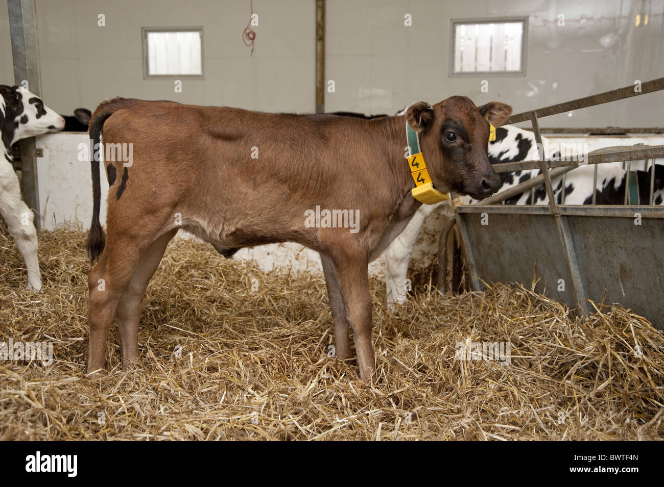 Wagu beef calf cattle cow cows bovid bovidae domestic domesticated farm ...
