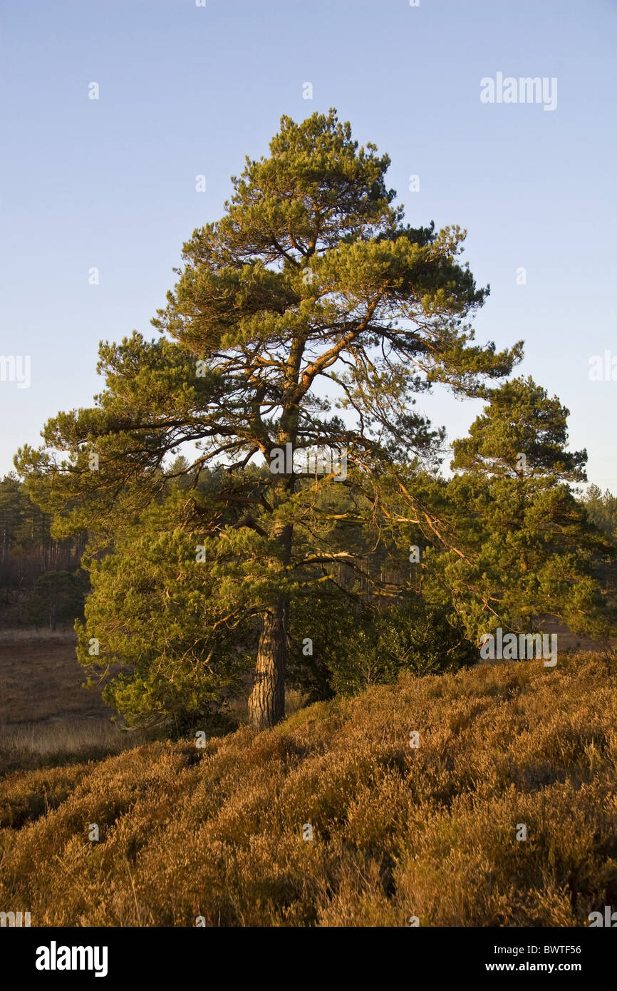 Heathlands of dorset hi-res stock photography and images - Alamy