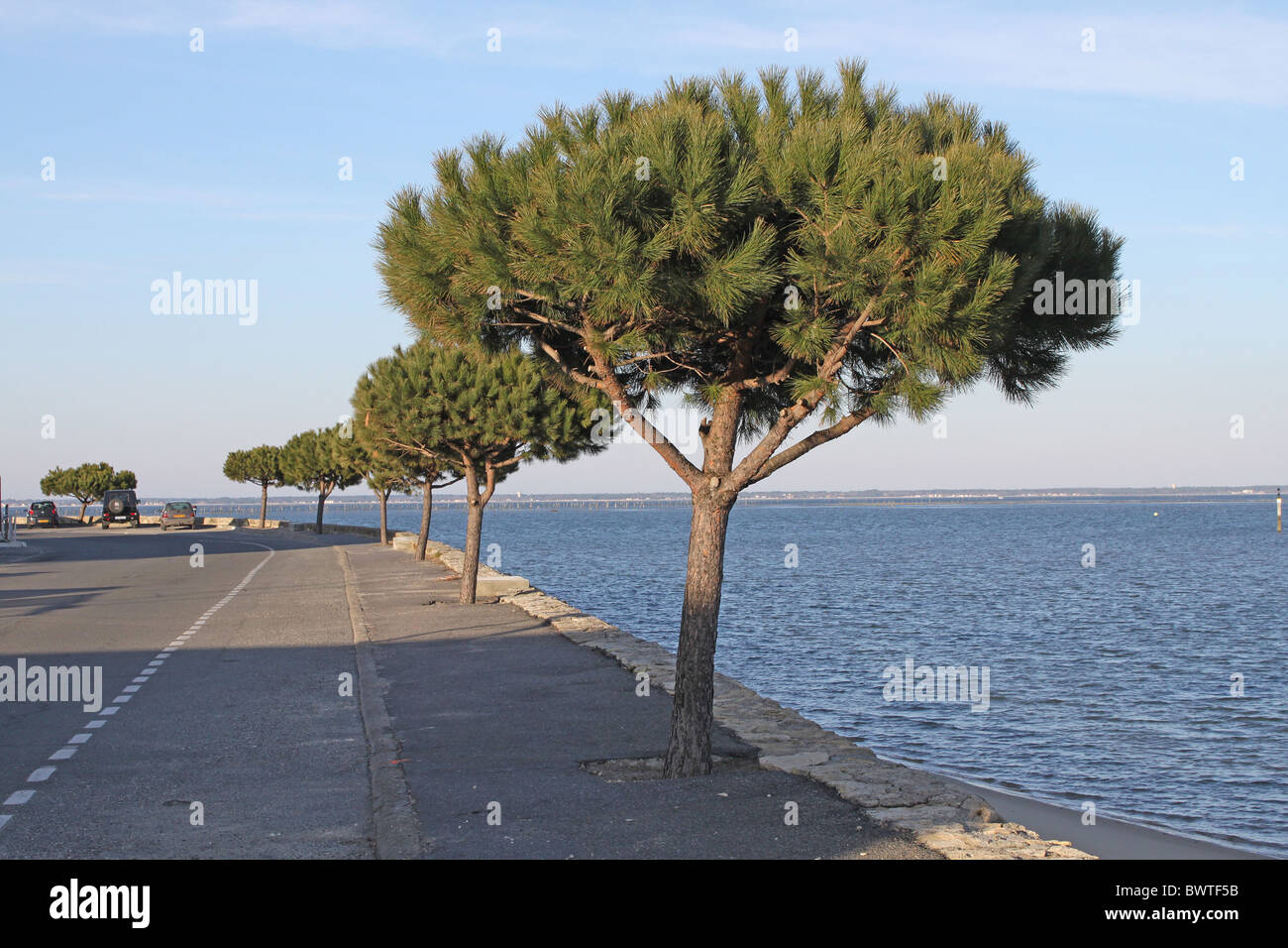 tree pine france tree trees pine pines conifer conifers coniferous ...