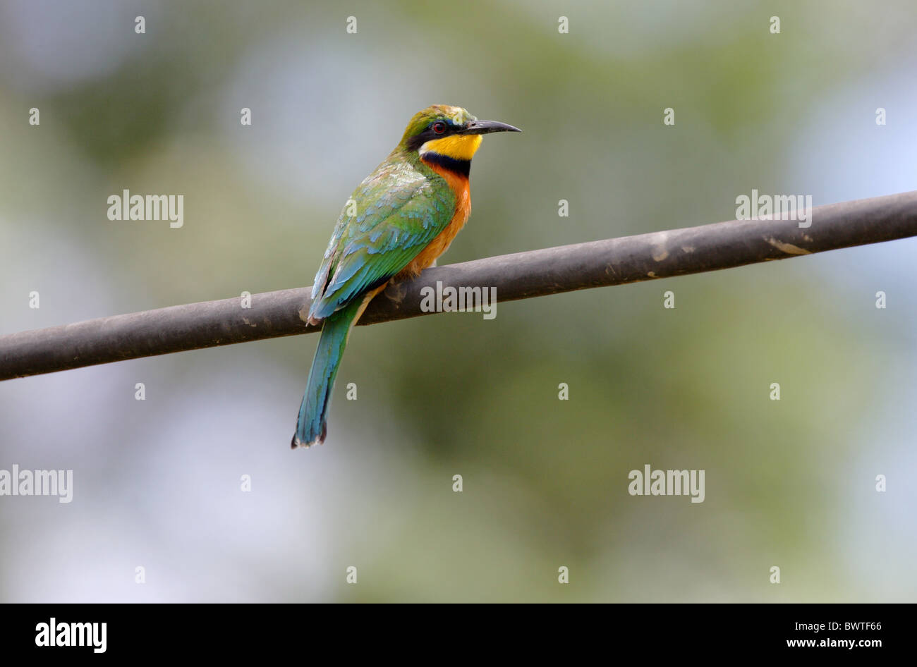 Oreobates merops hi-res stock photography and images - Alamy