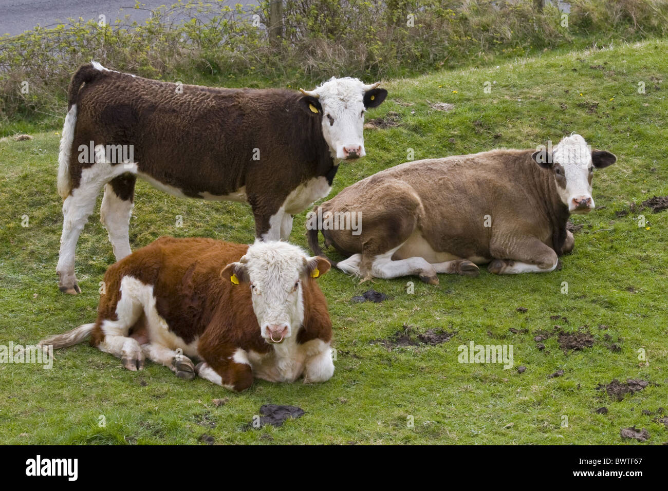 britain british bovine bovines england english europe european cattle ...