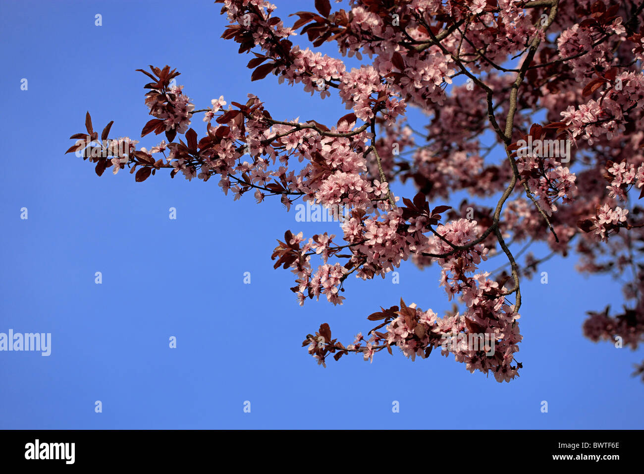 Bluete - bloom tree trees plant plants "myrobalan plum" "cherry plum ...