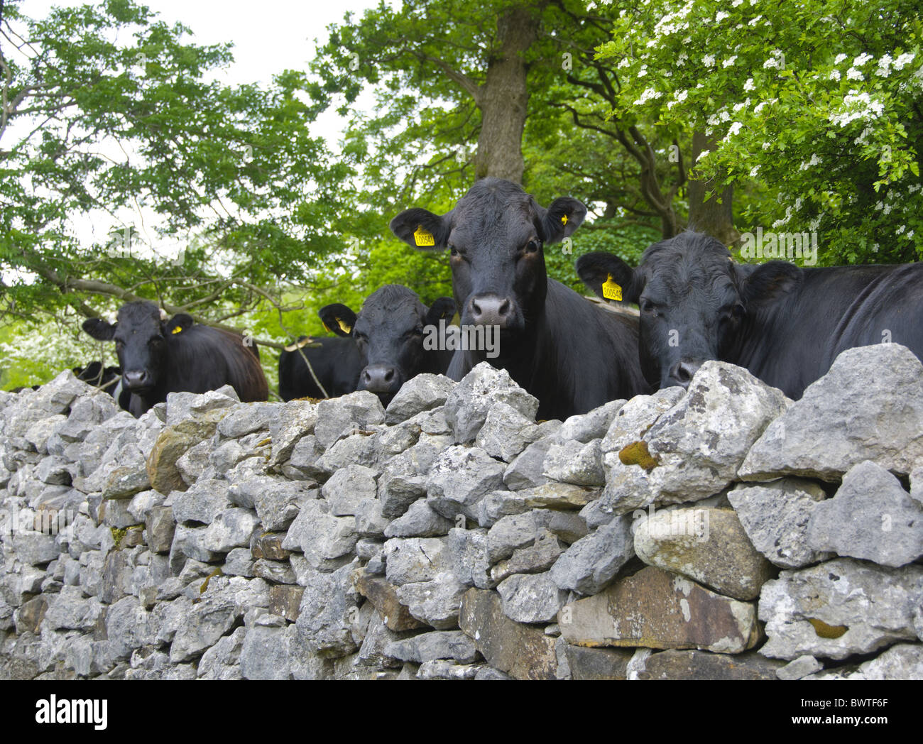 cattle cow cows bovid bovidae domestic domesticated farm farms farming hoofed herbivore ...