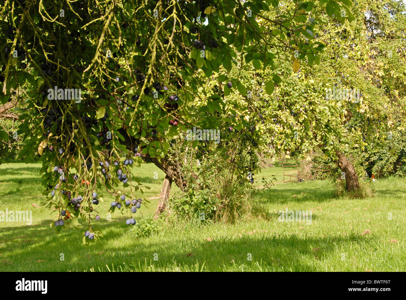Rare plum hi-res stock photography and images - Alamy