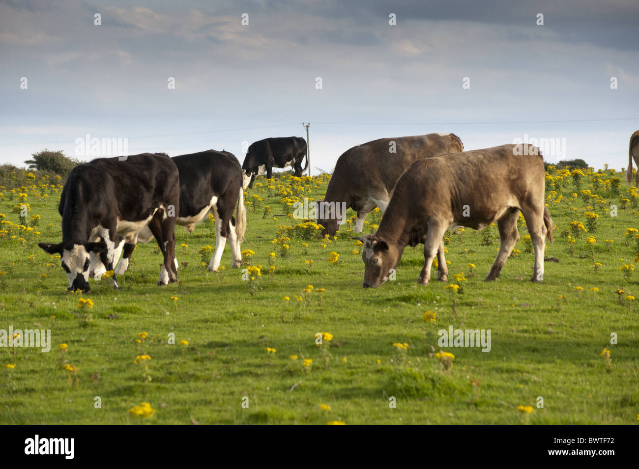 Cattle Poison High Resolution Stock Photography and Images - Alamy