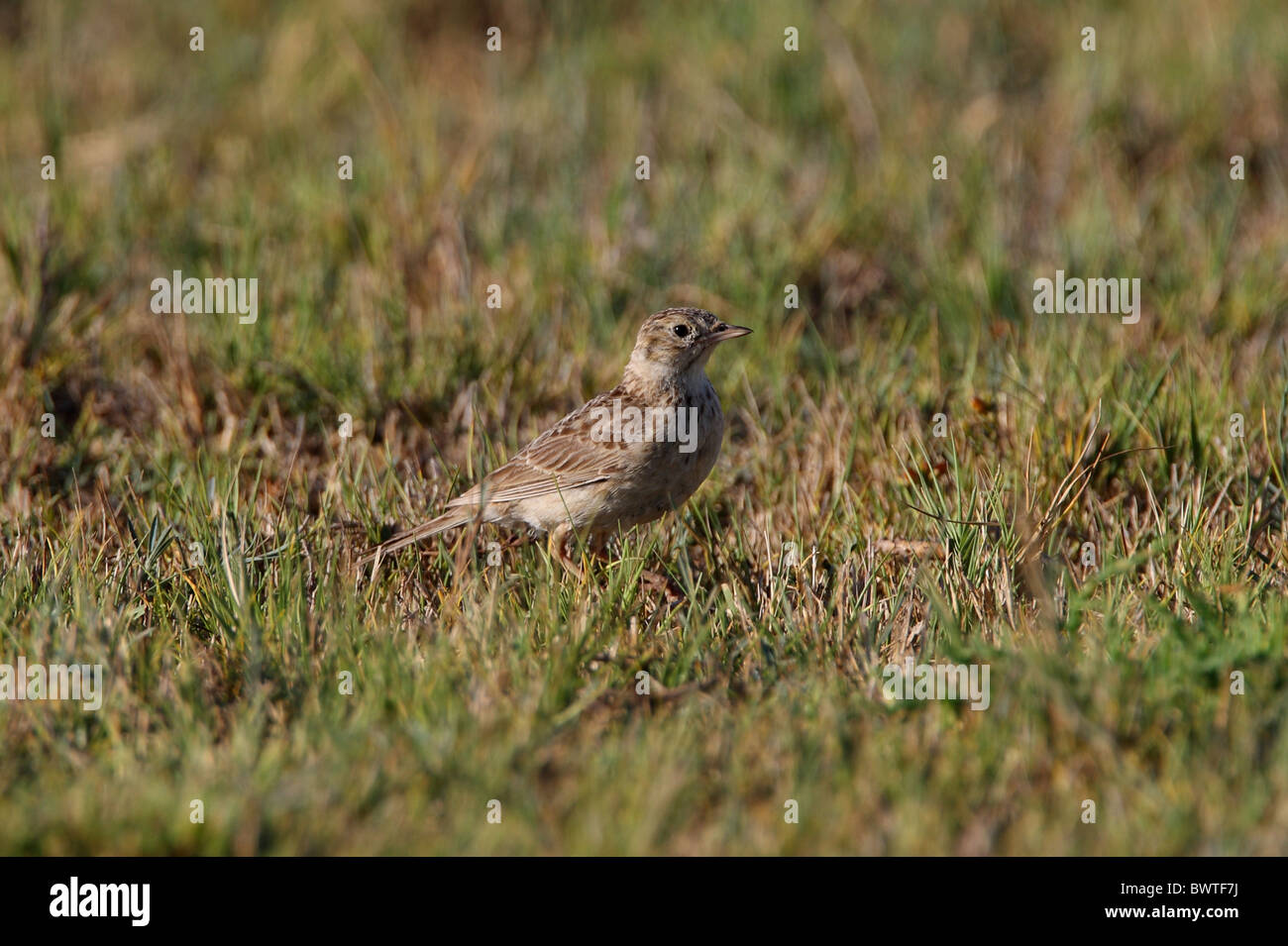 American pipits hi-res stock photography and images - Alamy