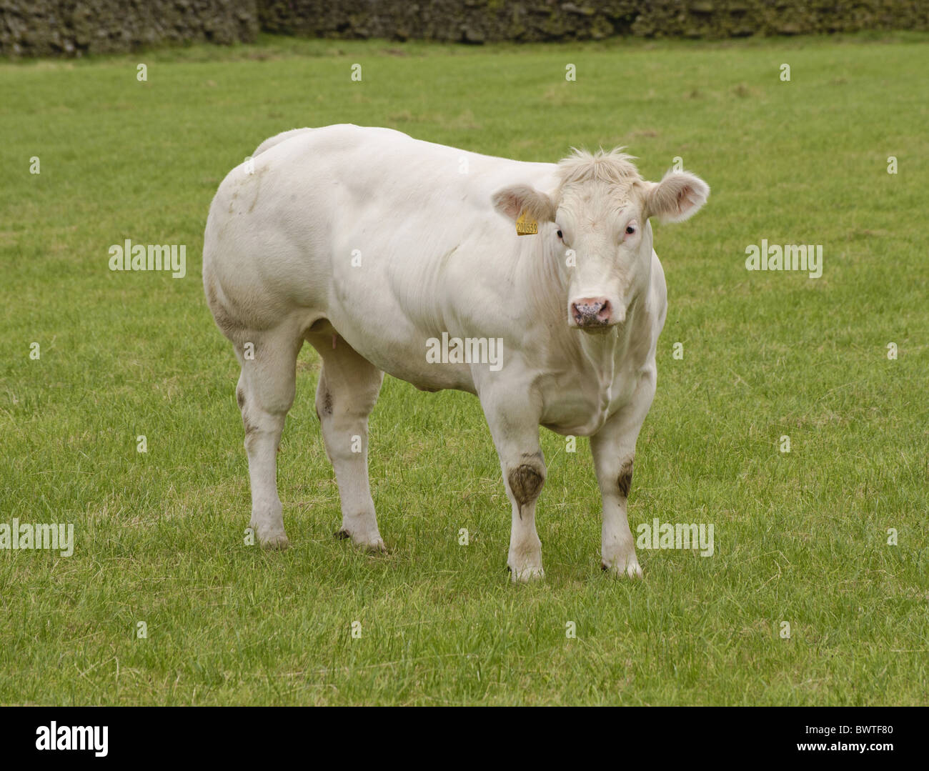 British Blue Dunsop Bridge beef cattle heifer cattle cow cows bovid ...