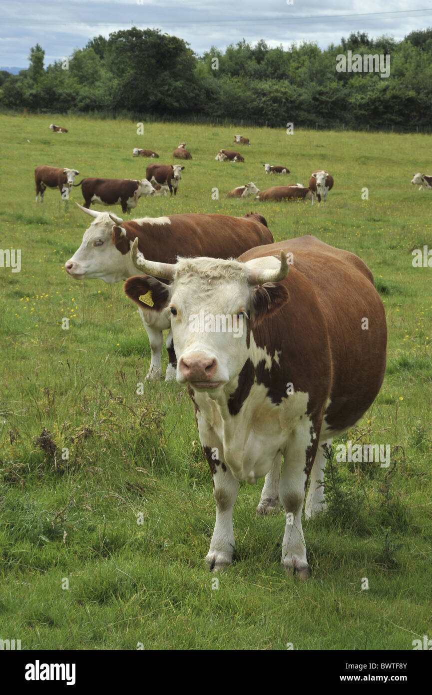 Beef Cheshire cattle Hereford cattle cow cows bovid bovidae domestic ...