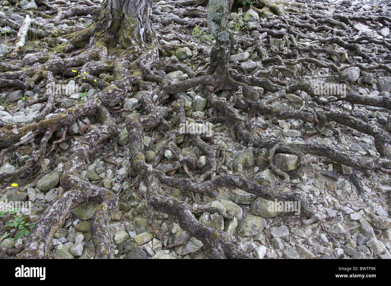 Exposed plant roots hi-res stock photography and images - Alamy