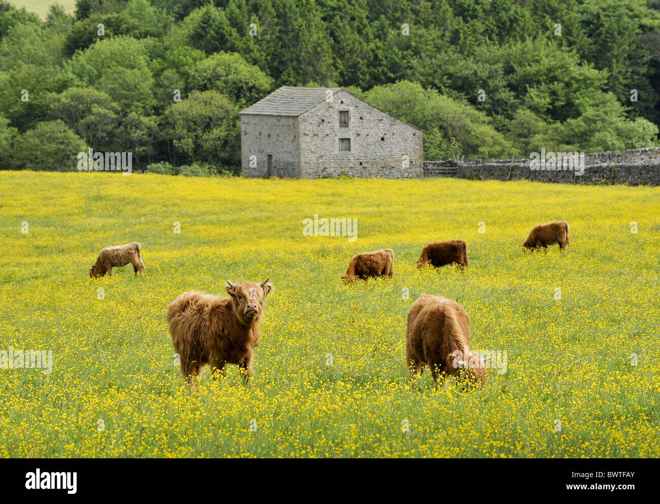 Cattle Highland beef youngstock cattle cow cows bovid bovidae domestic ...