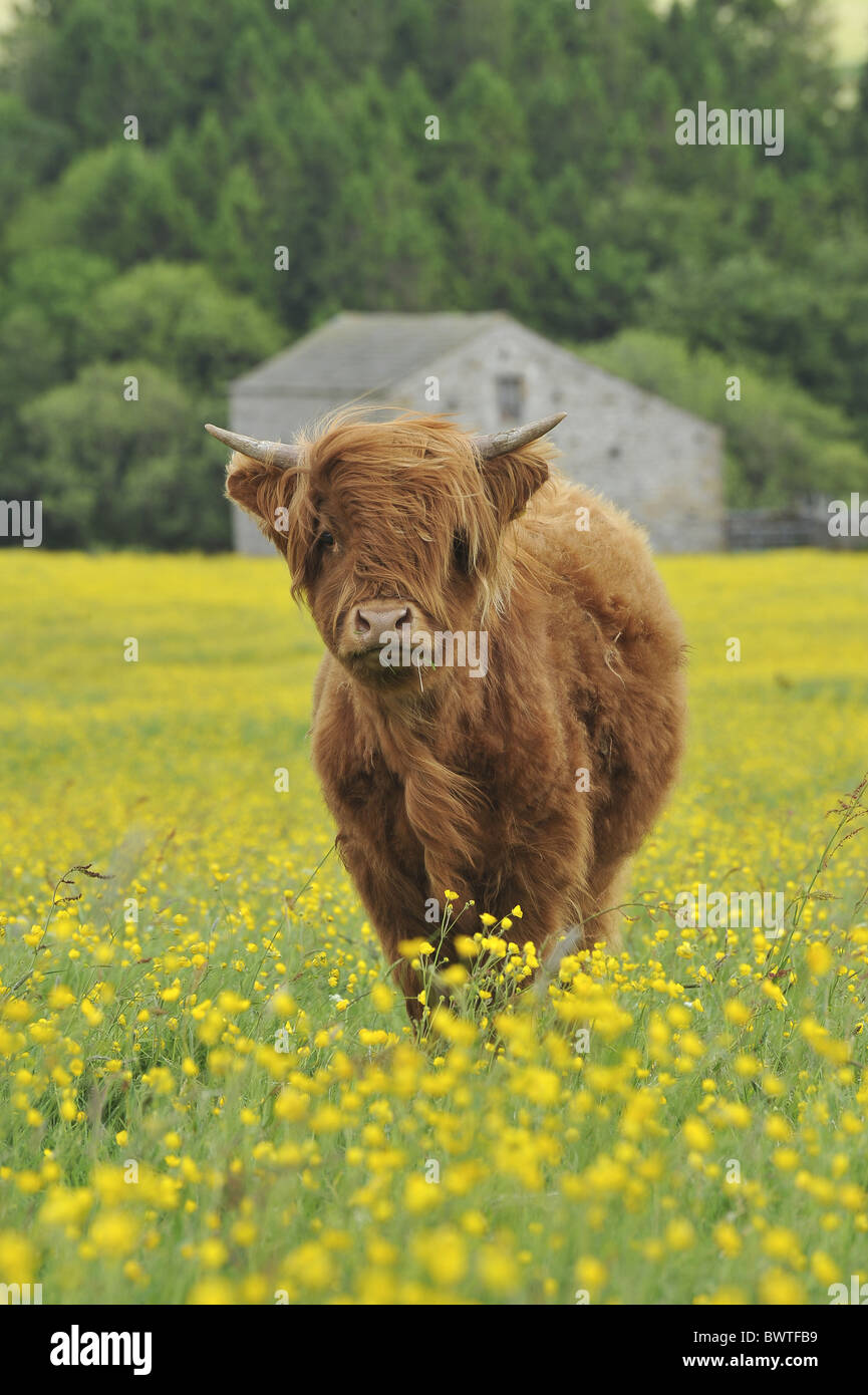 Cattle Highland beef youngstock cattle cow cows bovid bovidae domestic ...