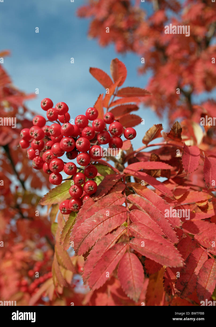 Rowan Sorbus aucuparia autumn colours September Finland pihlaja ruska ...