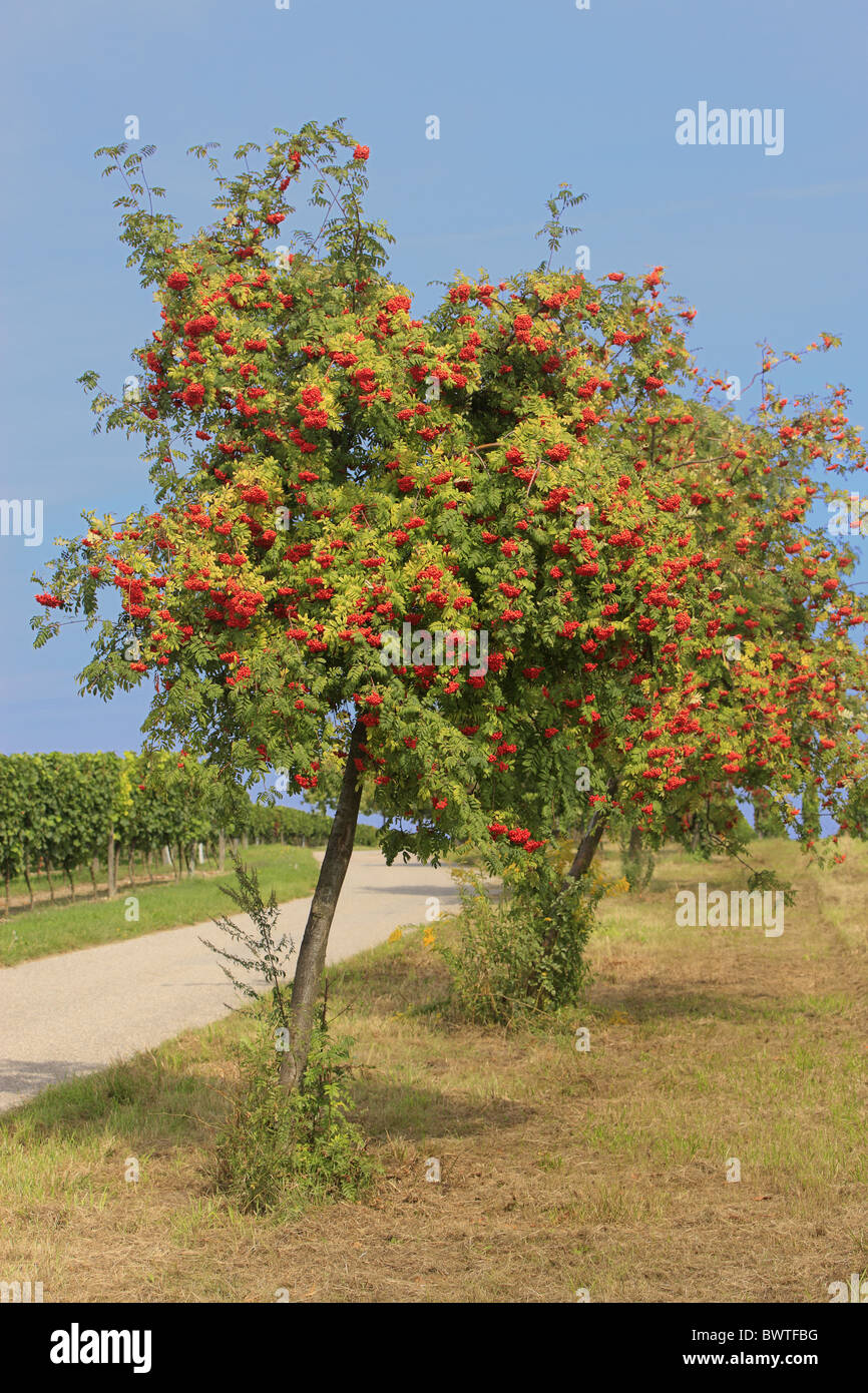 Rowan Sorbus aucuparia habit with berries Stock Photo - Alamy