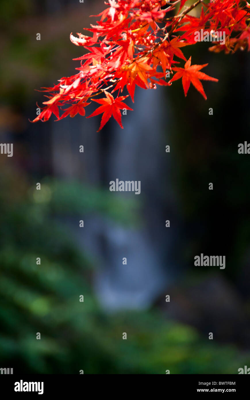 Red Japanese maple leaves against a blurred background of a waterfall ...