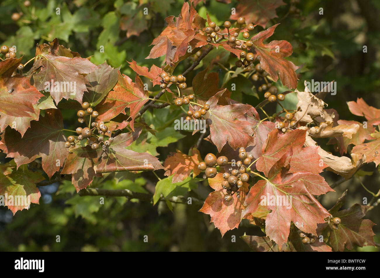 Wild Service Tree Sorbus torminalis close-up Stock Photo - Alamy